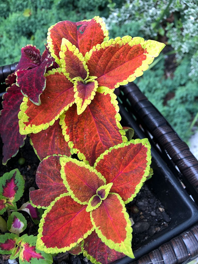 Coleus: They Looked Painted – SibStudio