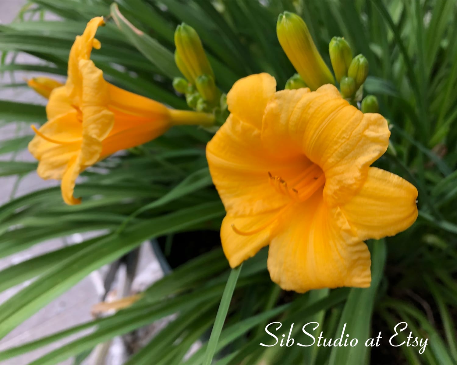 Dependable Stella D’ora Lilies – SibStudio